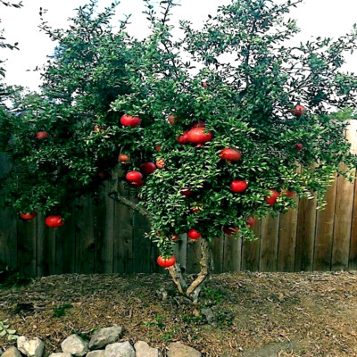 20 DWARF Pomegranate Tree Seeds (Punica granatum) Nana Garden Fruit ...