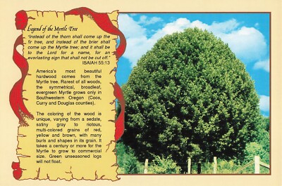 Myrtle Tree Legend & Scripture Bible Verse Oregon Vintage Postcard | eBay