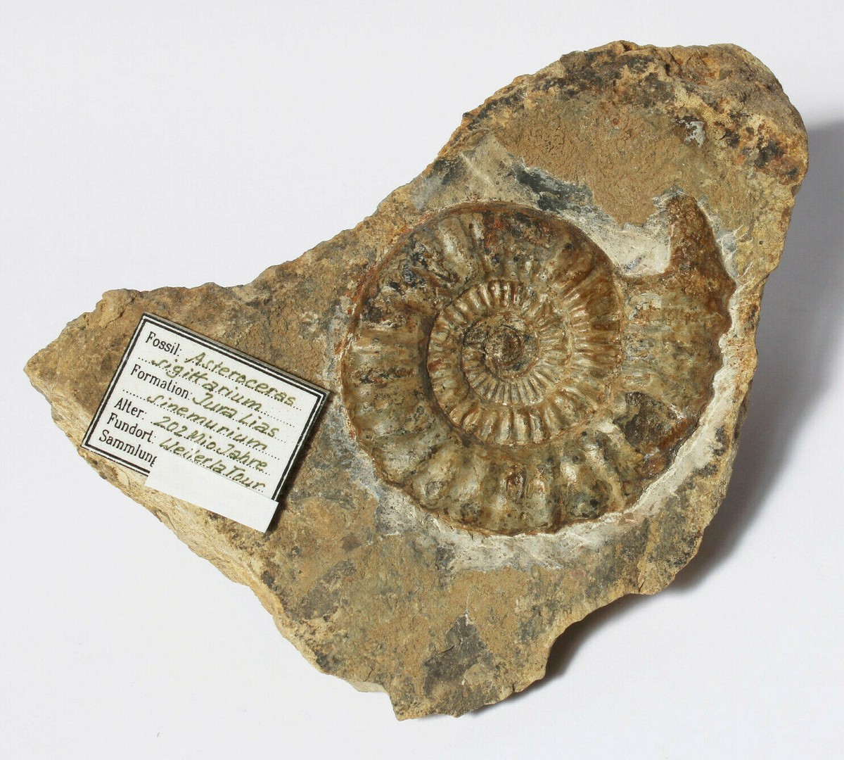 Versteinerungsfossilien Fossile Stachelhäuter | Museum Für