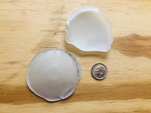 LOT OF 2 LARGE WHITES Surf Partially Machine Tumbled Genuine Sea Beach ...