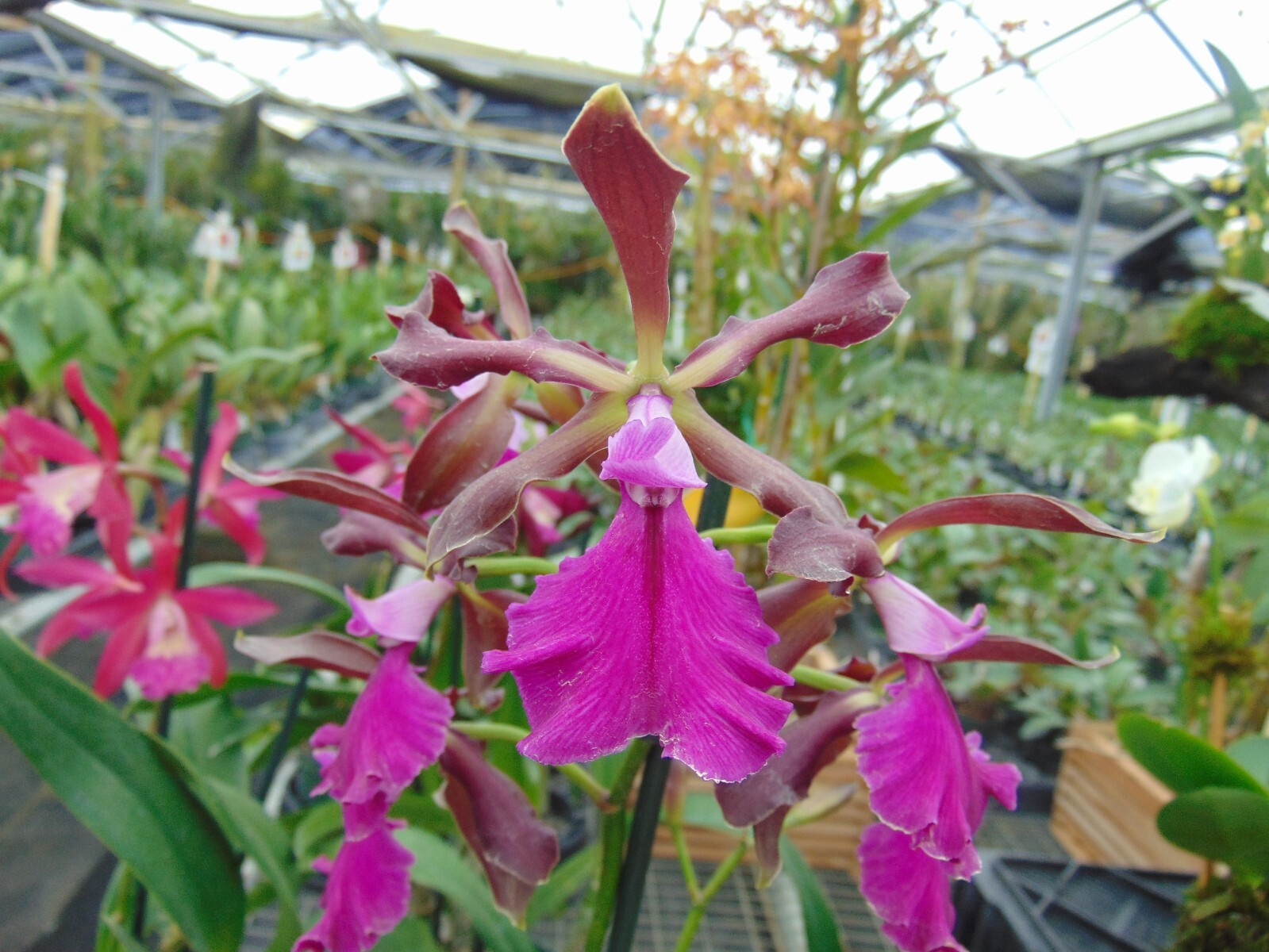 Cattleya schilleriana X E. cordigera v. rosea Bloom size 4" pot LARGE ...