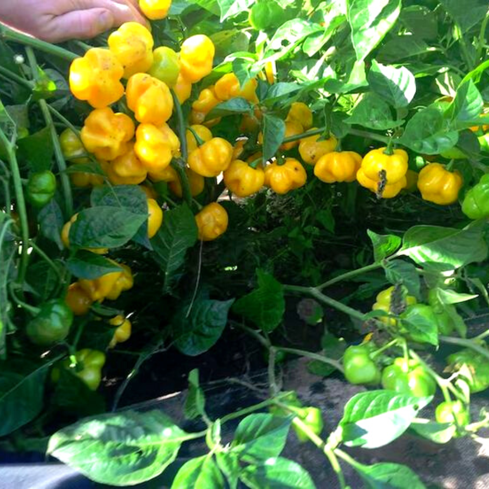 Scotch Bonnet Pepper Super Hot Spicy Nai Miris Endemic Dried Fresh ...