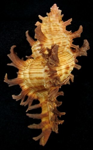 CHICOREUS SPECTRUM seashell BRAZIL - 103mm ! EXCELLENT !! | eBay