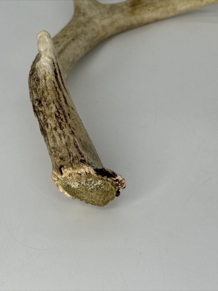 Deer Antler Natural Shed 4-Point Knife Making Crafts Man Cave Rattles ...