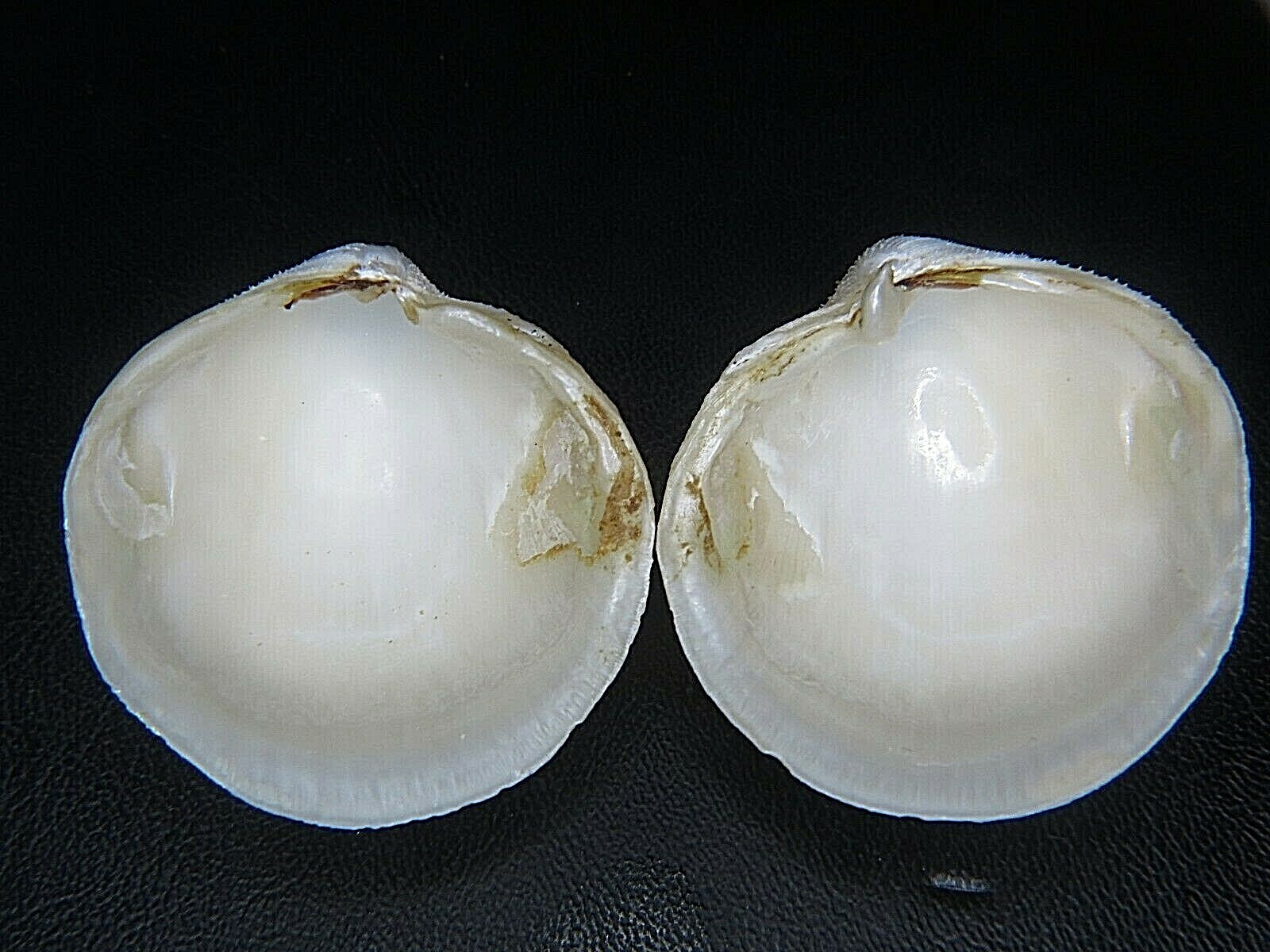 EUCIROA CRASSA;RARE DEEP-WATER BIVALVE RARELY OFFERED AT 43.18MM! | eBay