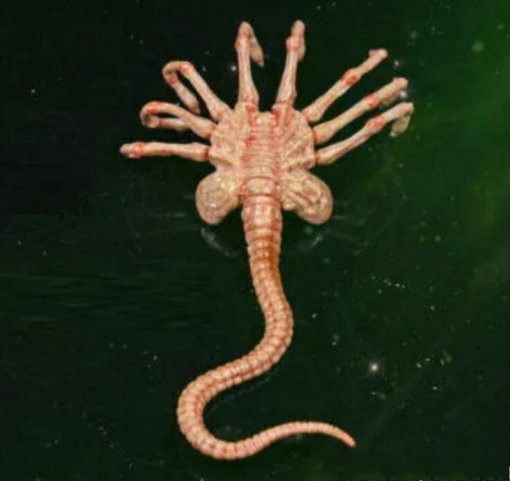 1/6 Scale Alien Face Hugger Model Figure Toy Facehugger Aliens Vs ...
