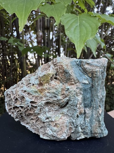 Green Petrified Wood caught in Jasper – Hampton Butte, Oregon Fossil | eBay