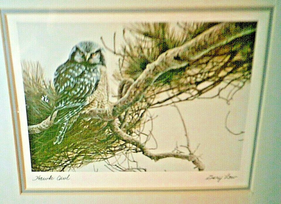 Owl Print 11 x 14" Matted Print Hawk Owl Gary Low Print 6" x 8" | eBay