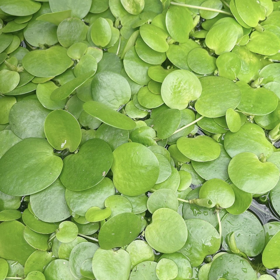 50+ Leaf Amazon Frogbit Live Aquarium Floating Plant Buy 2 Get 2 Free ...