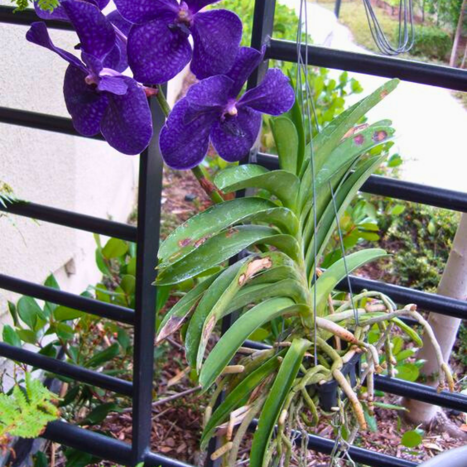 25 PCs Vanda Orchid Pots Plastic Square Hanging Basket Outdoor ...