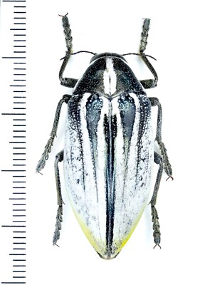 Buprestidae, Julodis cailliaudi ssp. spectabilis Gory, 1840, Saudi ...