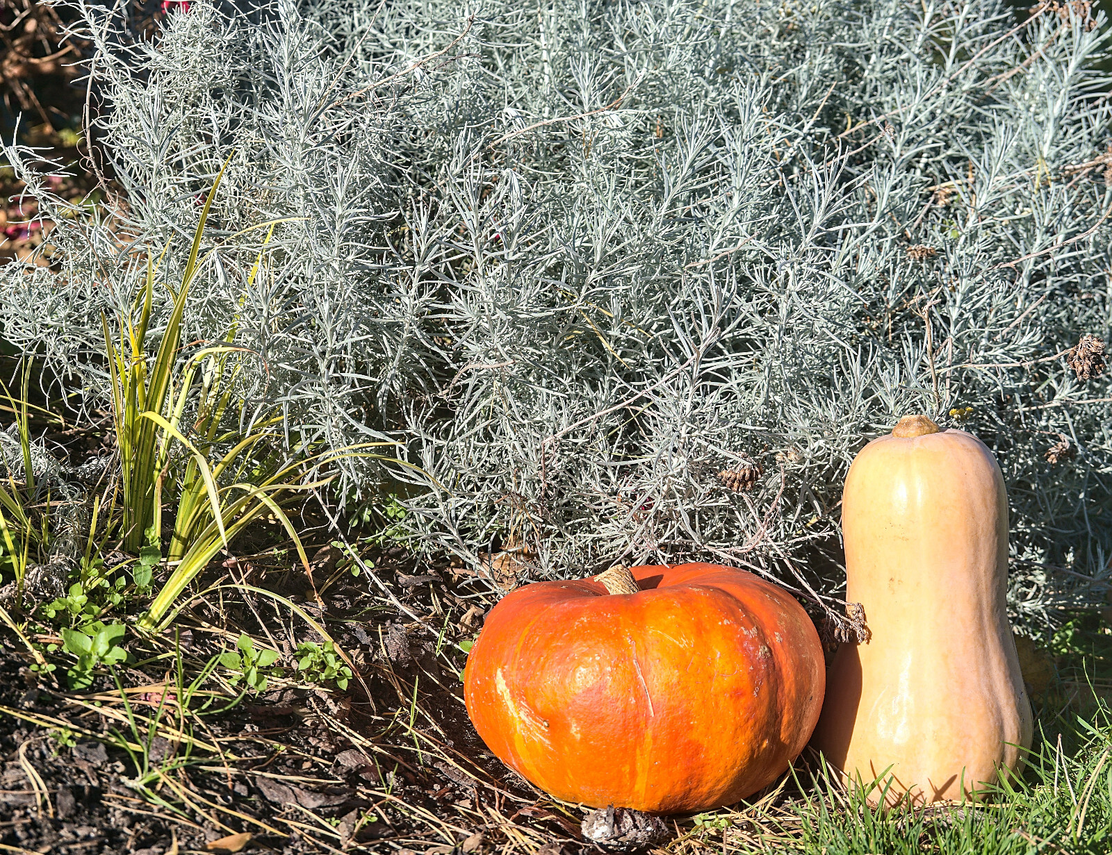 100 SILVER SAGEBRUSH Artemisia Cana Dwarf Sagebrush Wormwood Herb ...