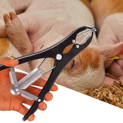 Cattle - Beef - Castration Tool