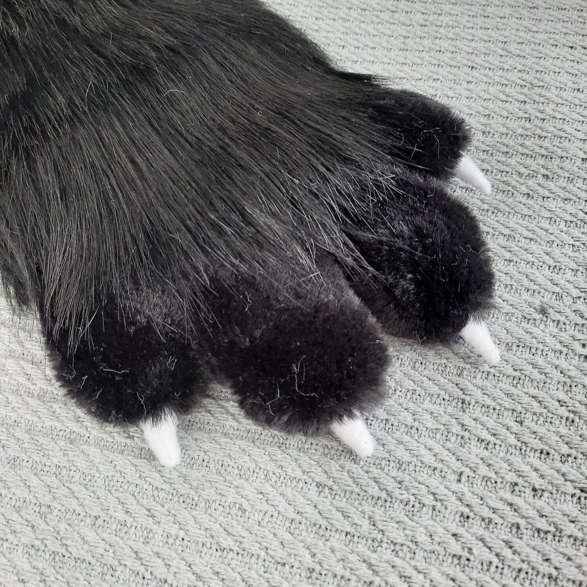 Black Wolf With White Paws Angry Wolf Inside Paw Tear Scratch Marks,
