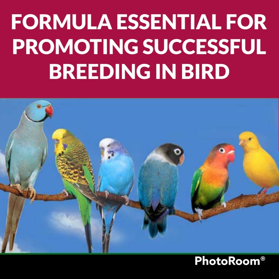 VITOFARMA SUPPLEMENT FERTILITY BIRD 60ML INCREASED BREEDING VITAMIN FOR ...