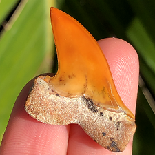 Hooked On Shark Teeth | eBay Stores