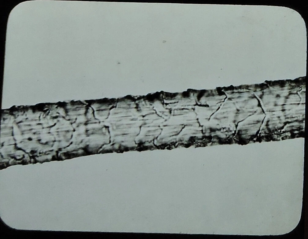 Microscopic Images Of Animal Hair