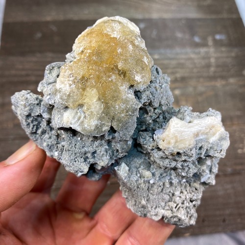 Golden Calcite Crystal Fossil Clam Mercenaria Permagana Shell Rucks Pit ...