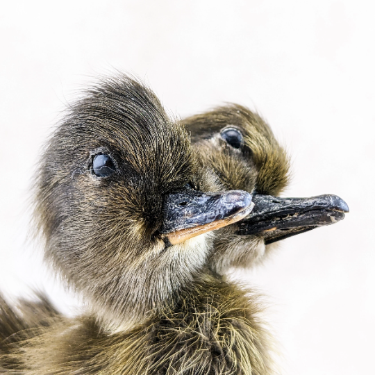Two Headed Duck Duckling wood stand Species: A. Platyrhynchos ...