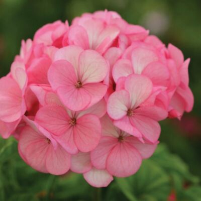GERANIUM Divas Rose Ice x5 Seeds. Fluorescent flowering modern hybrid ...
