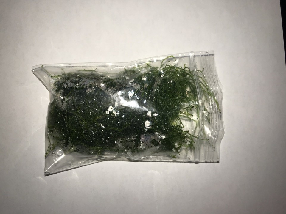 Java Moss - Super Easy Low Light Aquarium Live Plant, Premium Quality ...