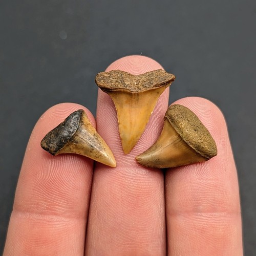Three Gorgeous Orange Mako Shark Teeth From Rare North Florida Eocene ...