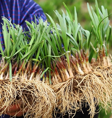 35 Organic Live Chinese Chives Roots Ready To Plant 韭菜根 | eBay