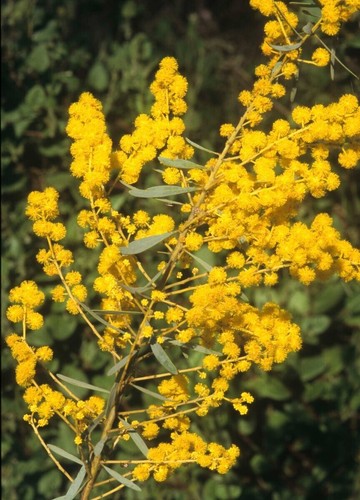 Showy Wattle | Acacia decora 30 seeds Australian Native shrub | eBay