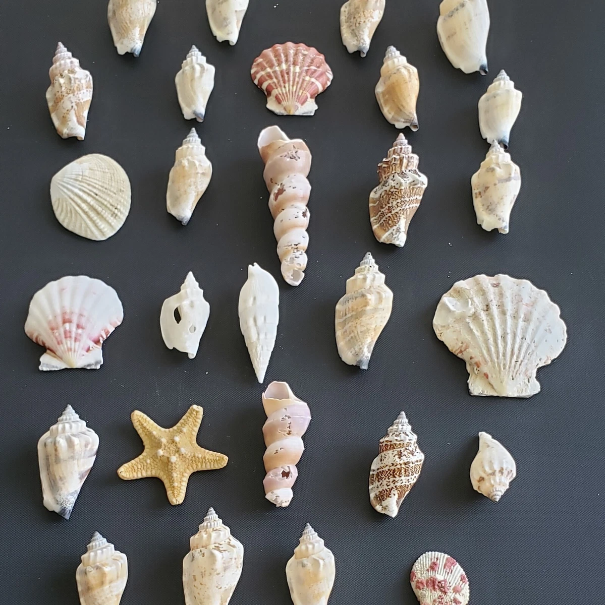 Types Of Seashells