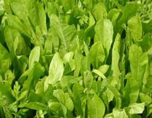 5lbs CHICORY FOOD PLOT SEED Perennial Deer Forage Highly Preferred by ...