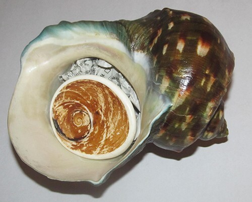 165 mm DARK Turbo Marmoratus Turban Seashell + Operculum From Ranong ...