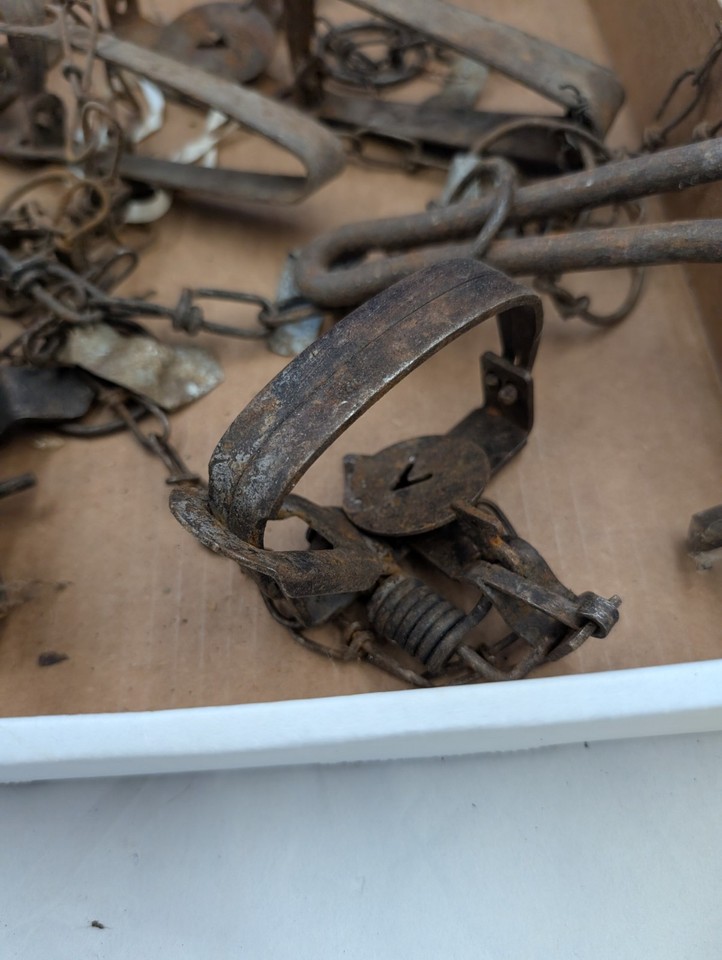 6 Victor Oneida Small Game Animal Traps Long Spring Jump Coil Vintage ...