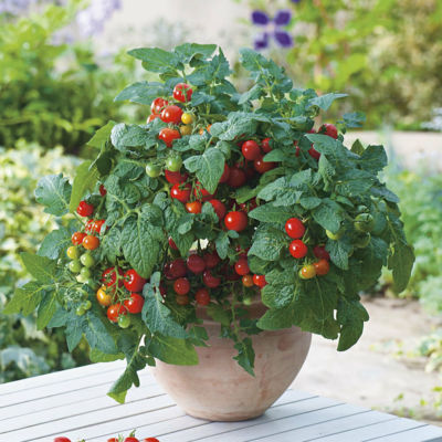 Minibel Tomato - Dwarf Tomato - 5+ seeds - EARLY and RICH! P 222 | eBay UK