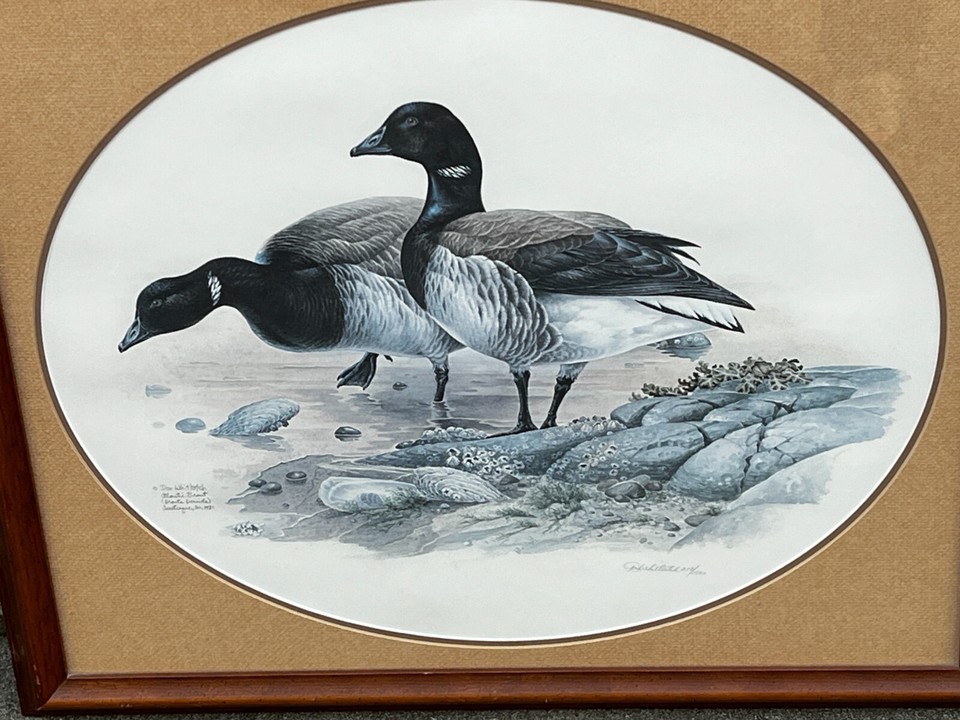 1981 DON WHITLATCH SIGNED & NUMBERED NATURE PRINT ATLANTIC BRANT 278/ ...