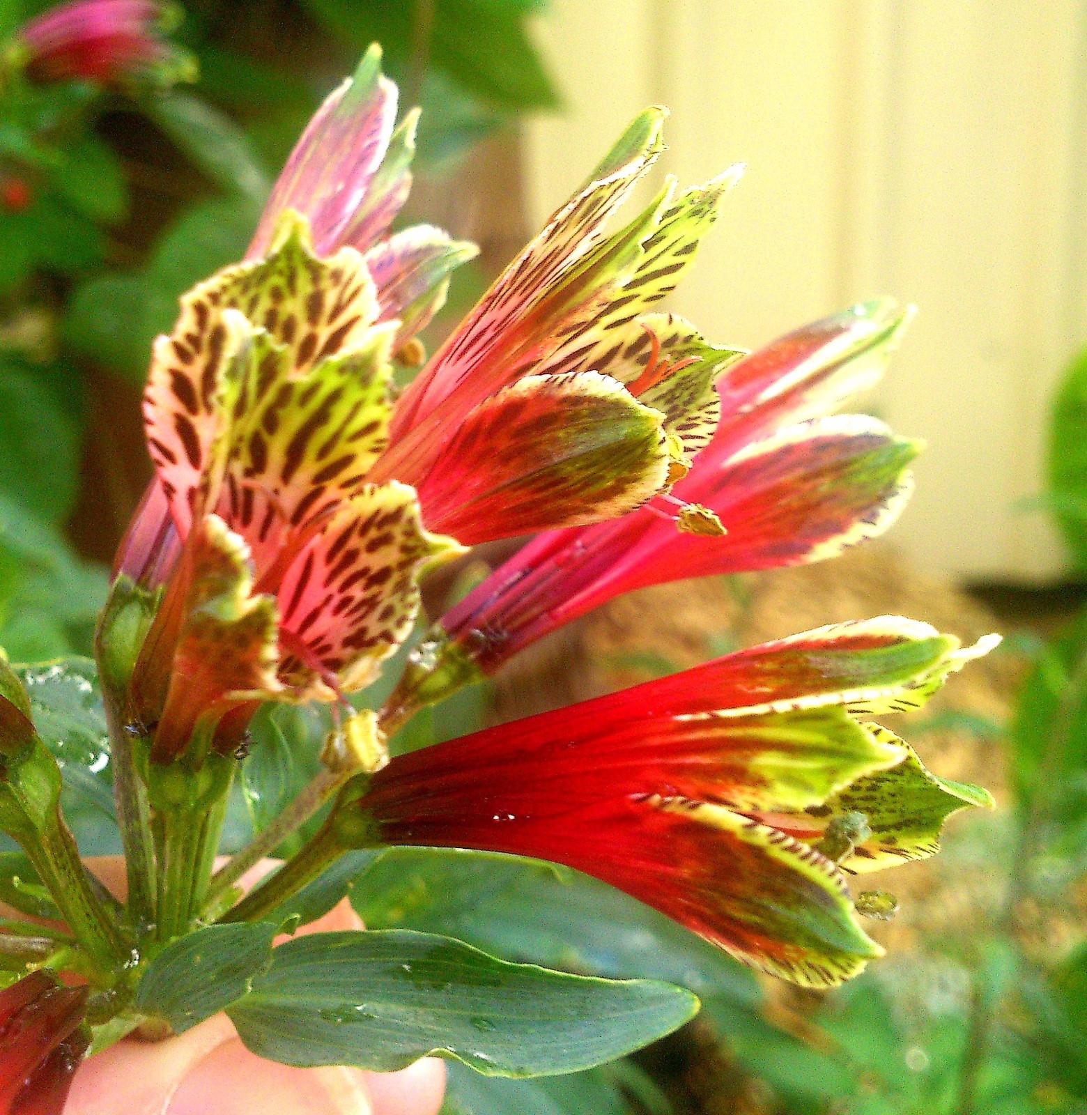 Alstroemeria Psittacina x 10 seeds | eBay