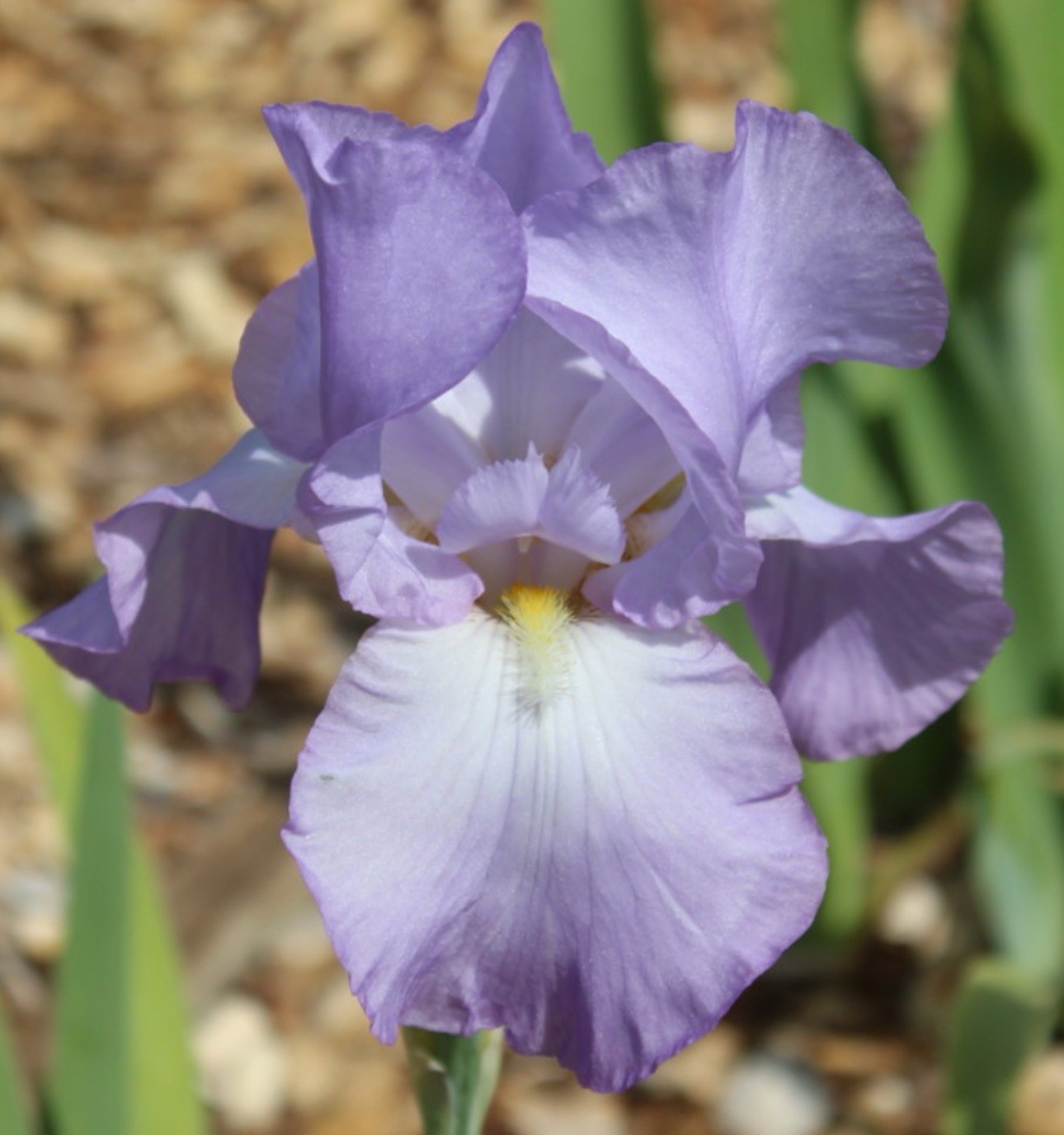 8E Reblooming Tall Bearded Iris ~ “ Lavish Lady" ~ One Fresh Rhizome | eBay