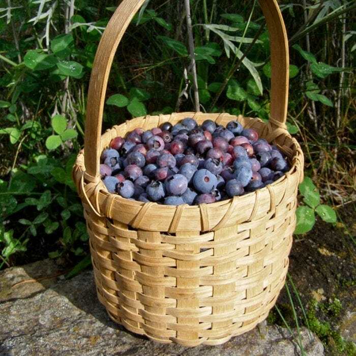 Blueberry Ozarkblue Bush edible soft fruit Rubus berry plant shrub | eBay