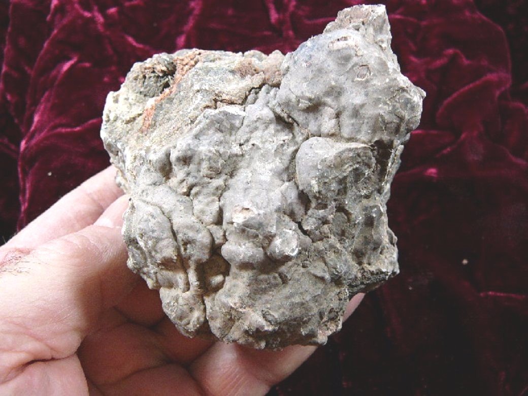 (PP514-7) 1 lb Real Fossil Crocodile croc POOP doo doo Triassic era ...