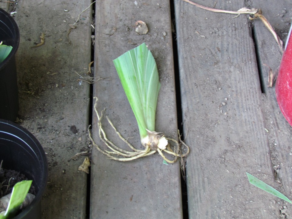 "Color Capers" Award-Winning Tall Bearded Iris - Keppel - Combined Ship ...