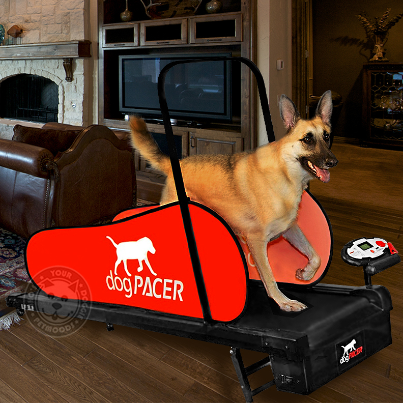 dogPACER Dog Treadmill Folds Portable Small Med Large Dogs 1-179 lbs ...