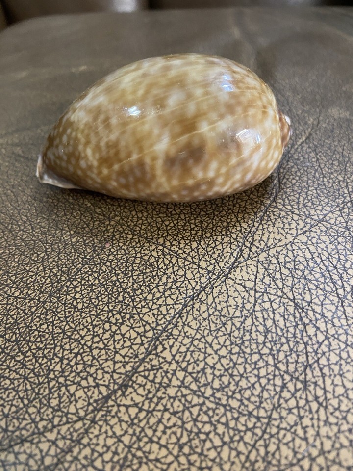 Rare Long Deer Cowrie Seashell | eBay