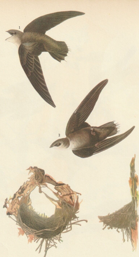 1941 Audubon Art Print 158 Chimney Swift. Vintage Bird Illustration. | eBay