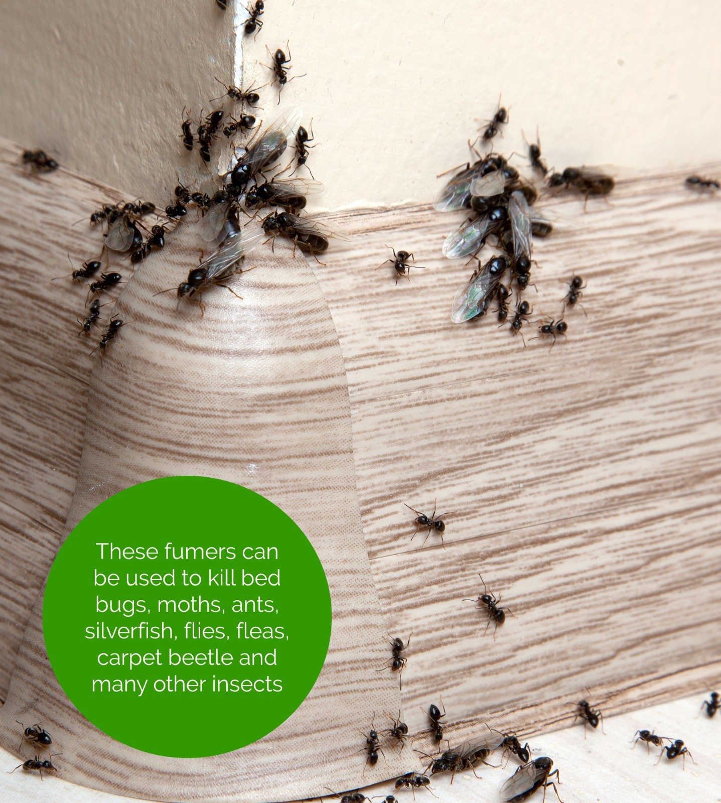 Largest Insect Killer Smoke Foggers Bombs Available Kills Bed Bugs Flea ...