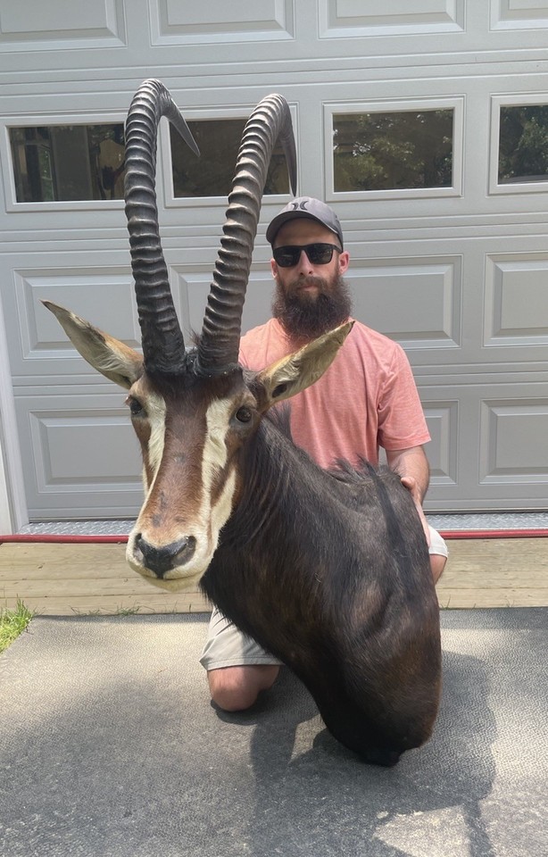 Massive Vintage African Sable Shoulder Mount Horn Deer Taxidermy Cabin ...