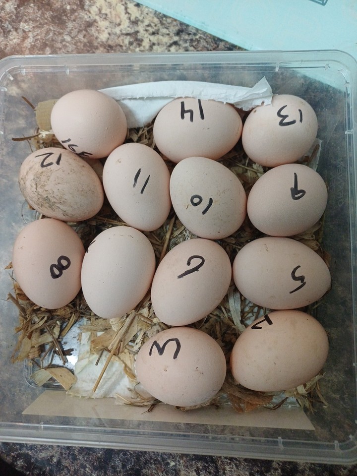 Aseel Chicken Eggs SHAMO ASEEL AGGRESSIVE BREED EGGS FRESH ...