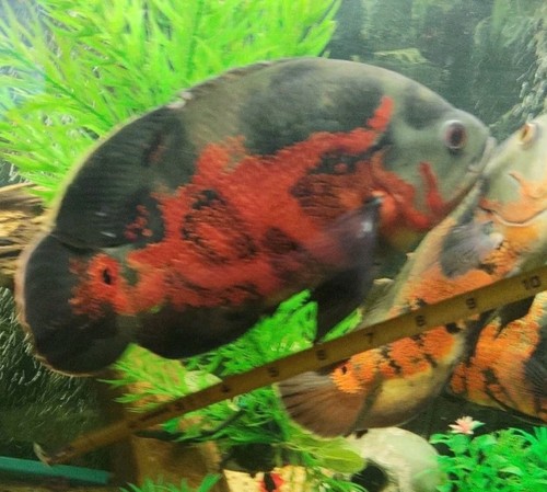 XL 'Tiger Oscar' Huge, Red & Black, Breeders, Price Each, 3 Left. | eBay