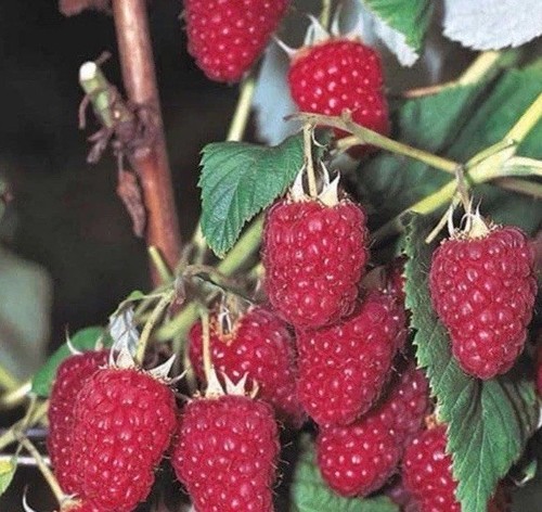 5 Pack Huge Hearty Summer Bearing Raspberry Plants Bare Root Killarney ...