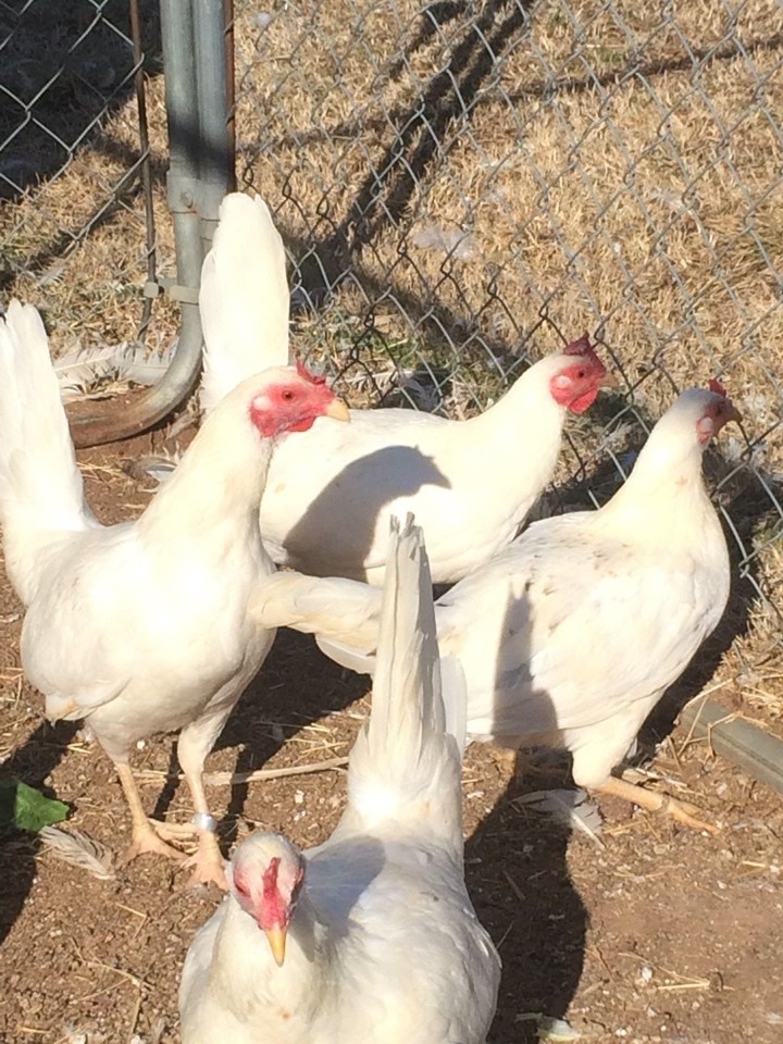 "(10+) LC Pure White Kelsol-Silver Bullet Chicken Hatching Eggs" | eBay