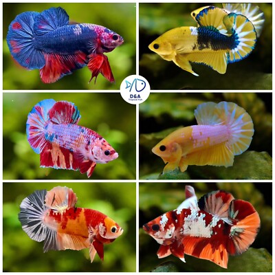 5Pairs-Koi Multiple Galaxy color Live Betta Fish Halfmoon Plakat ...