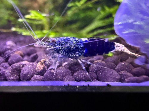 5+1 Ocean Blue Caridina Shrimp - USA Tank Bred | eBay